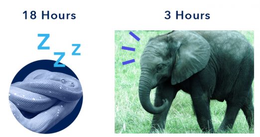 How Animals Sleep - 2025 Ultimate Guide